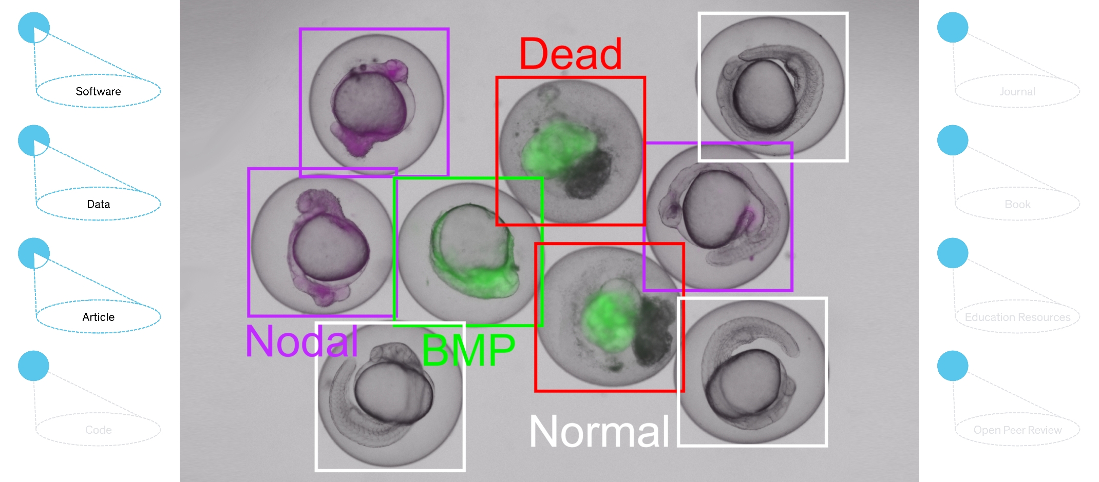 EmbryoNet: Entwicklungsschäden automatisiert erkennen | campus.kn